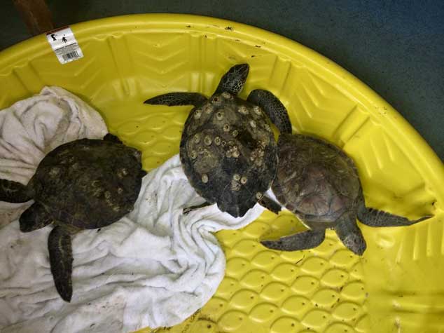 Cold-Stunned Sea Turtles Continue Appearing on Local Beaches | kiiitv.com