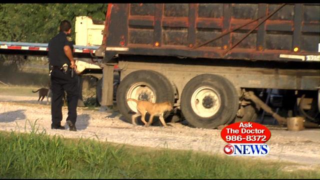 Man Attacked by Pack of Dogs on Comanche Street | kiiitv.com