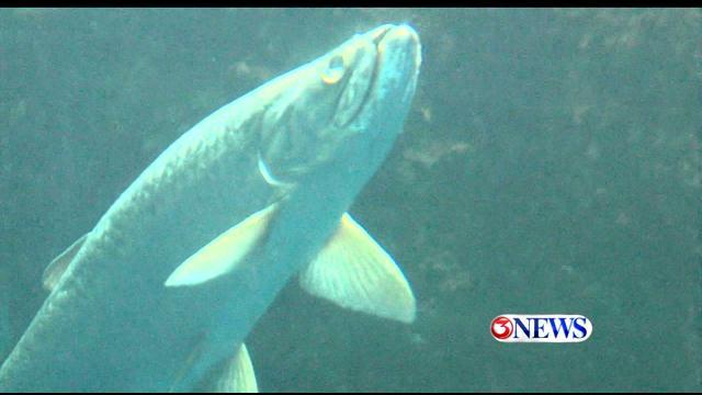 Fish Kill Losses at Texas State Aquarium Estimated at Almost 400 ...