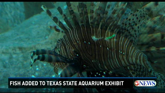 New Fish Added to Texas State Aquarium Exhibits | kiiitv.com