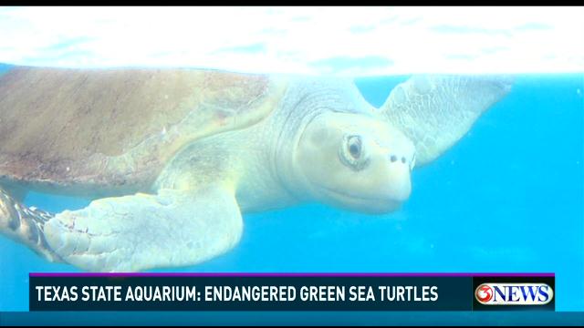 Meet the Sea Turtles at the Texas State Aquarium | kiiitv.com