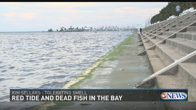 Red Tide Brings Fish Kills, Odor Into Downtown, Bayfront Areas | kiiitv.com