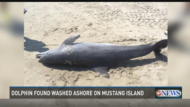 Dead Bottlenose Dolphin Washes Ashore at Mustang Island | kiiitv.com