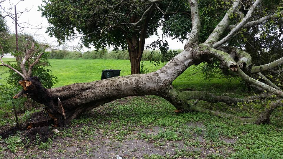 Large Tree Falls Down Inches From House In Gusty Winds Overnight ...
