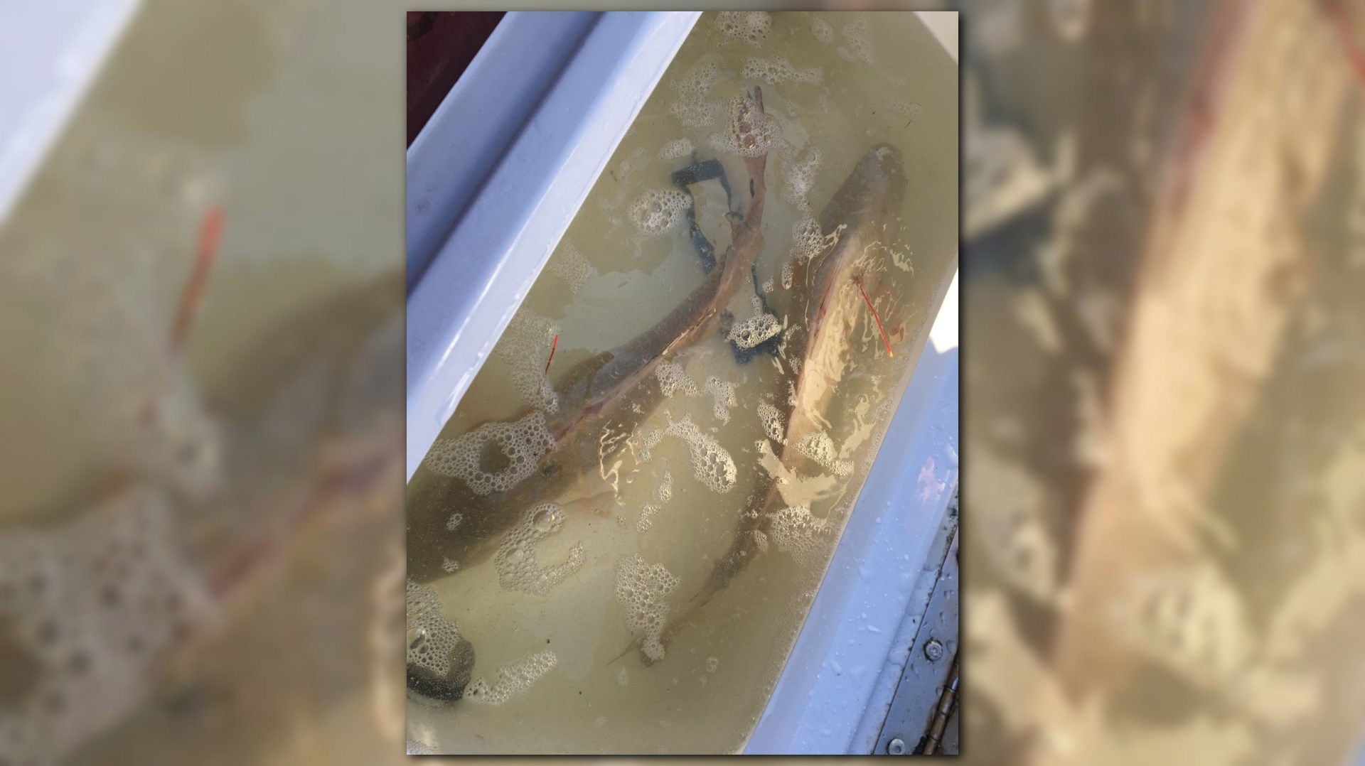 Redfish tagged, released for 28th annual CCA Texas STAR Tournament ...